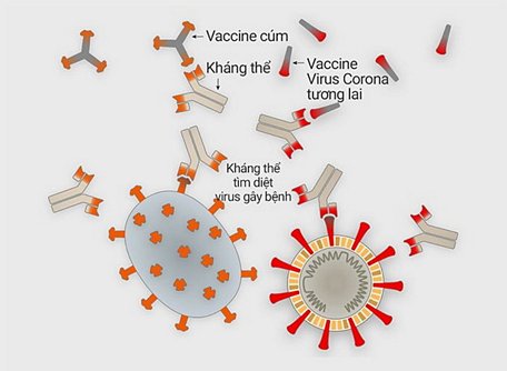 Vi rút corona tấn công tế bào cơ thể người như thế nào? - Vĩnh Long Online